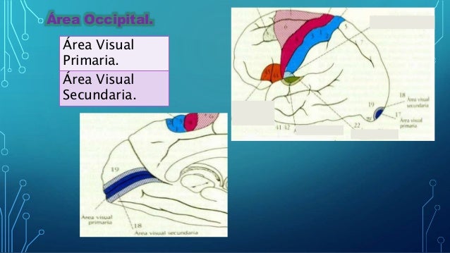 Neuroanatomia Estructuras Corticales Y Subcorticales Cátedra De