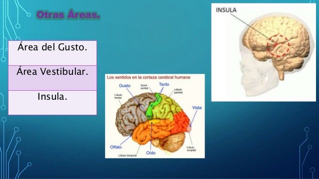 Cuales Son Las Areas Corticales Y Subcorticales Del Cerebro? – KSMF