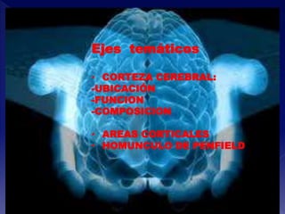AREAS CORTICALES.pptxmtnjkrnbkjnrgkbnrkjbjkwrtnbkjnsrkjbnkgfbrtgbkrjb ...