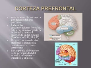 Areas corticales frontal y parietal neuropsicologia Psicofisiologia | PPTX
