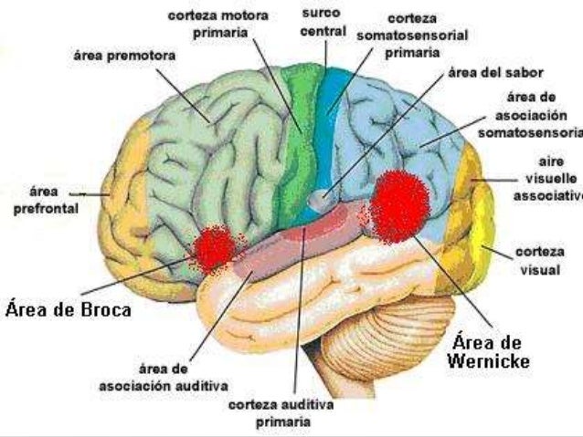 Areas corticales frontal y parietal neuropsicologia Psicofisiologia