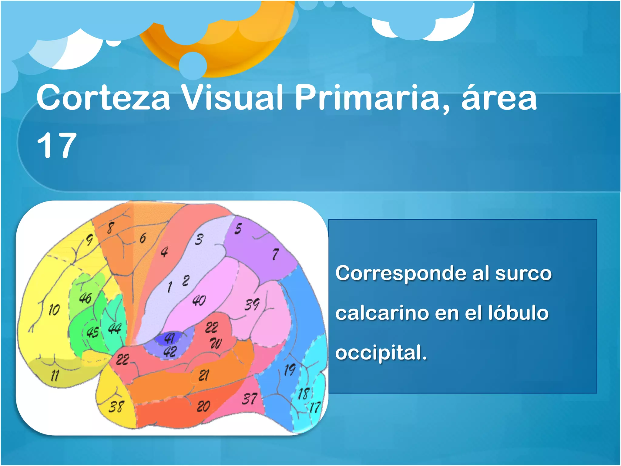 Areas de brodmann completas con descripción | PDF