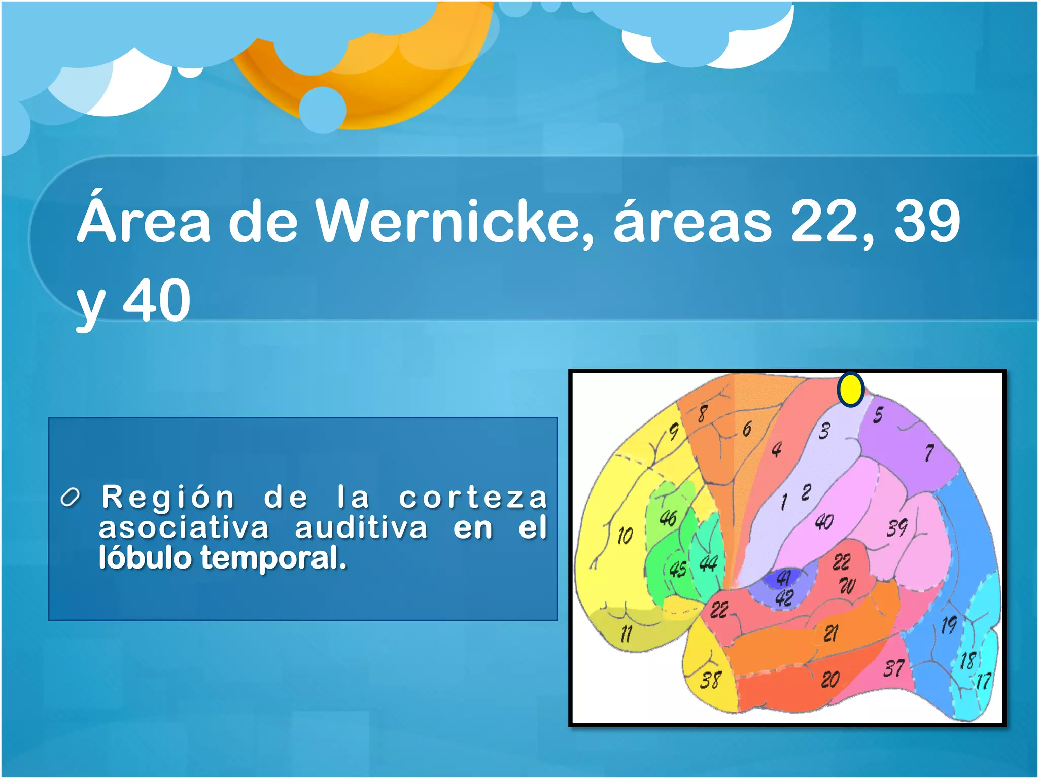 Areas de brodmann completas con descripción | PDF