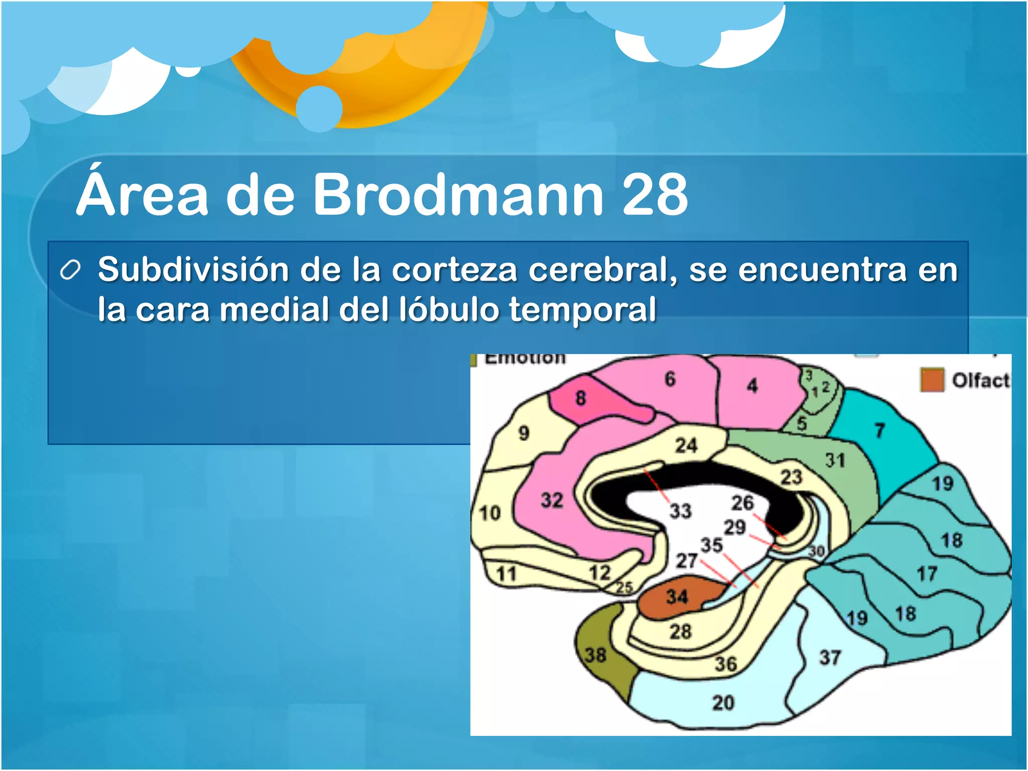 Areas de brodmann completas con descripción | PDF