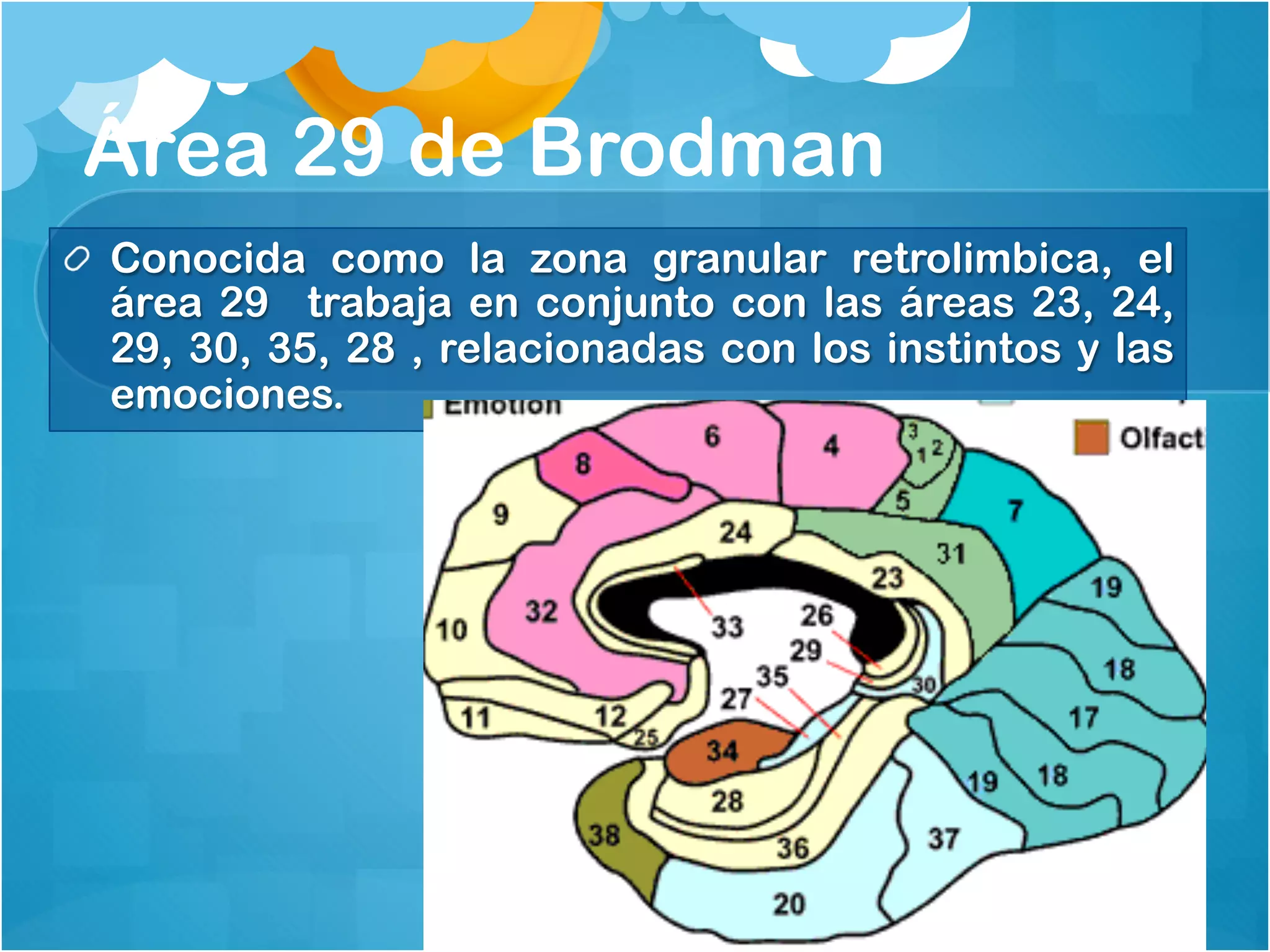 Areas de brodmann completas con descripción | PDF