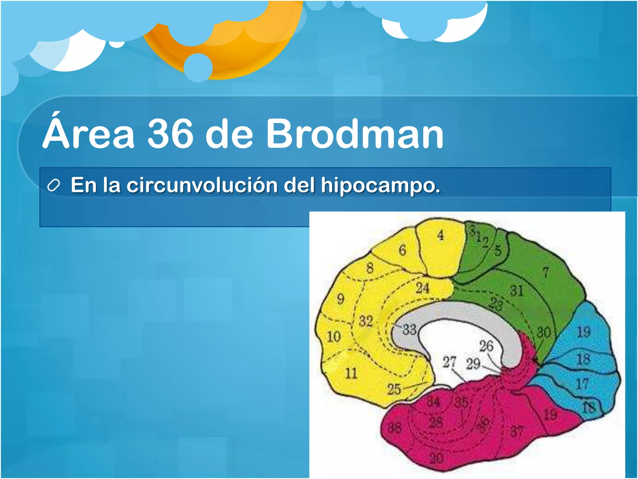Areas de brodmann completas con descripción | PDF
