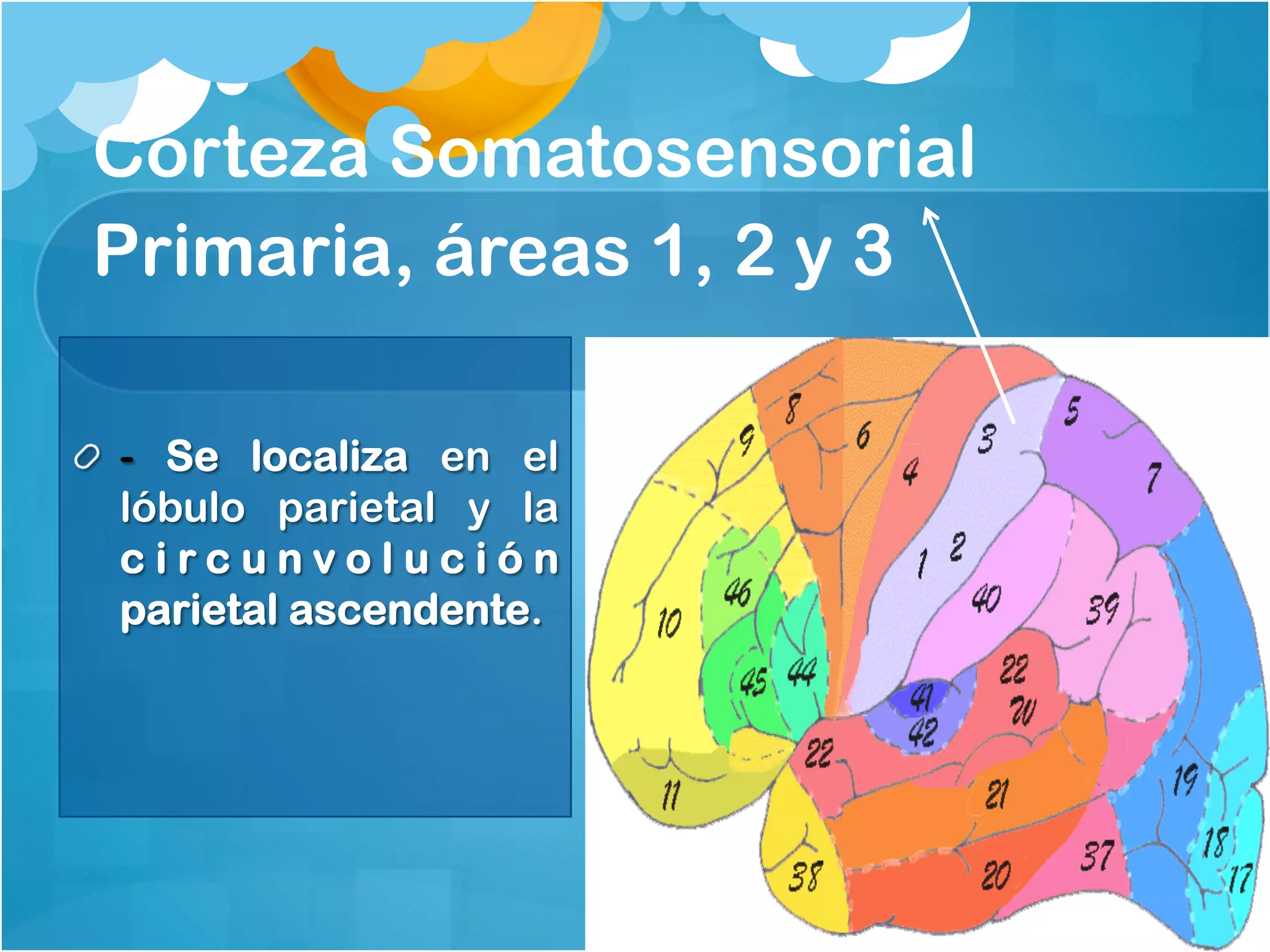 Areas de brodmann completas con descripción | PDF