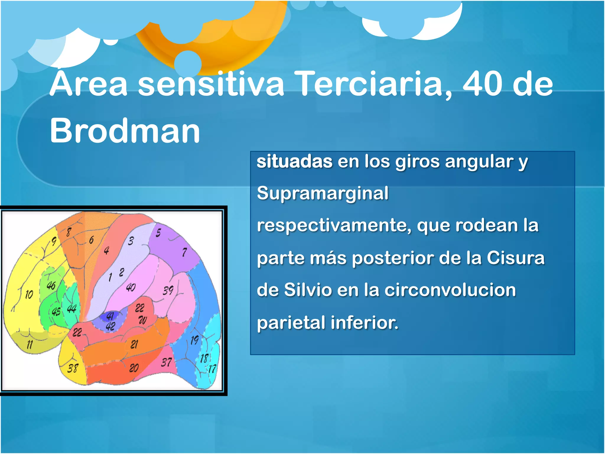 Areas de brodmann completas con descripción | PDF