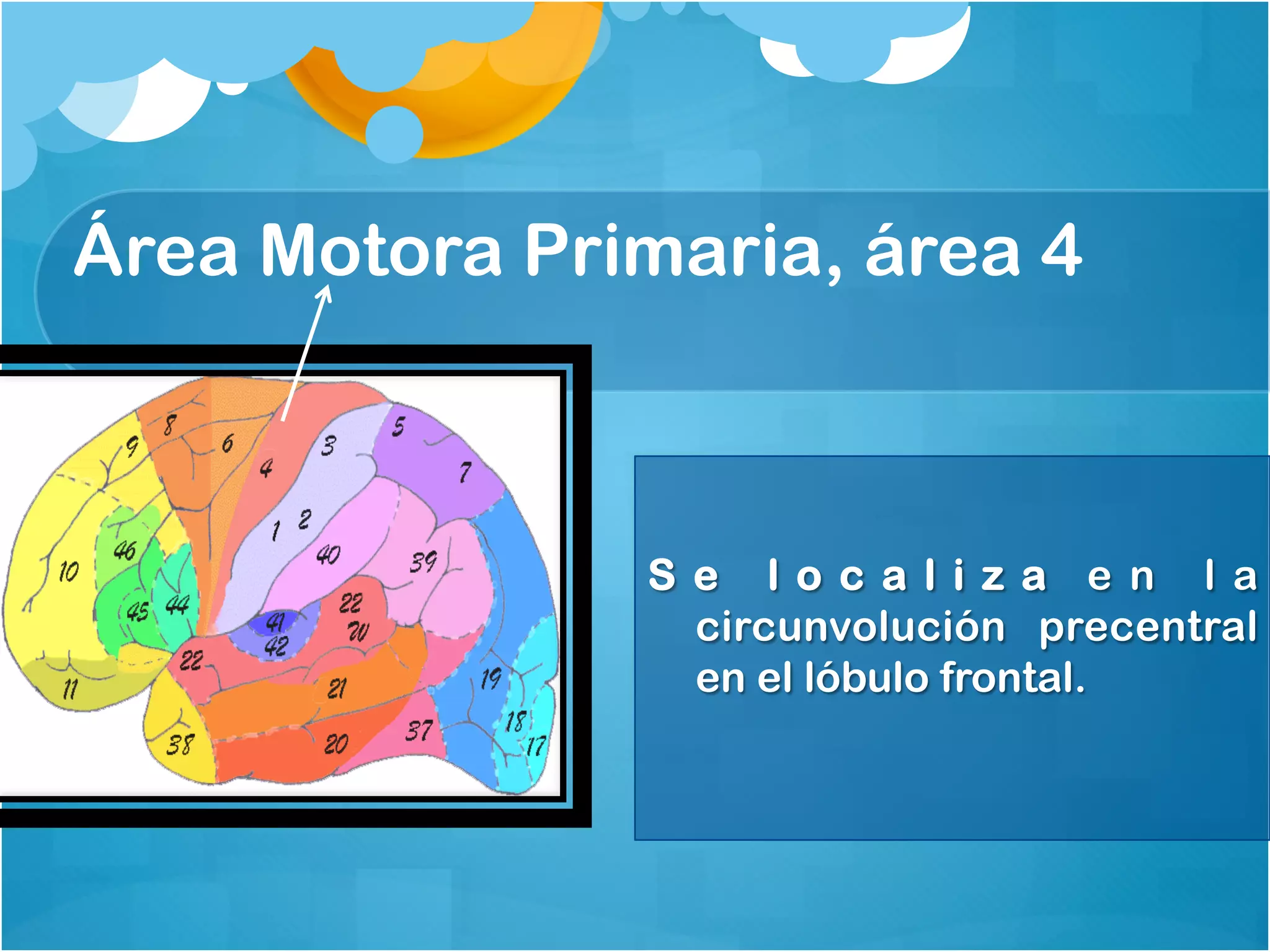 Areas de brodmann completas con descripción | PDF