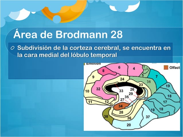 Areas de brodmann completas con descripción | PDF