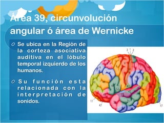 Areas de brodmann completas con descripción | PDF