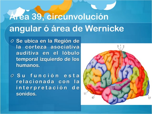 Areas de brodmann completas con descripción | PDF
