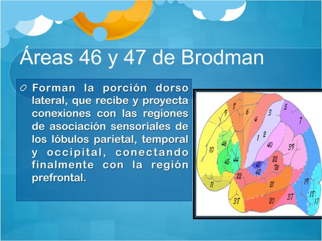 Areas de brodmann completas con descripción | PDF