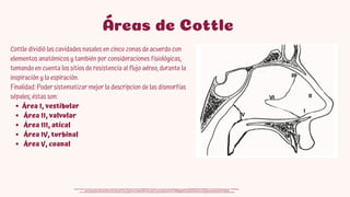 AREAS DE COTTLE - ubicación y utilidad.. | PDF