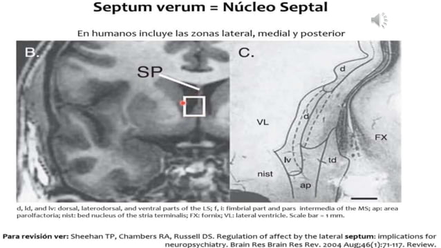 Area septal del sistema limbico | PPT