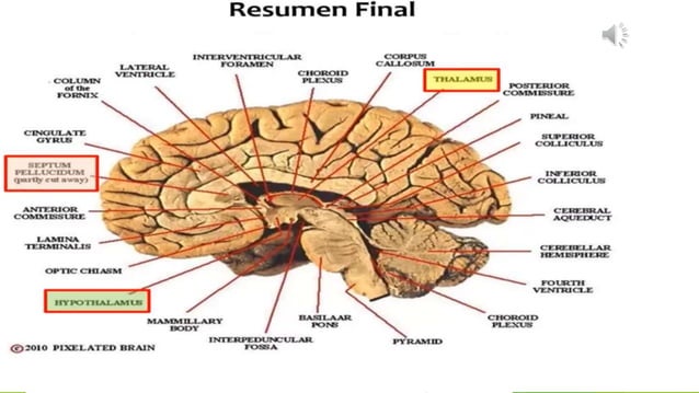 Area septal del sistema limbico | PPT
