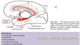 Area septal del sistema limbico | PPT