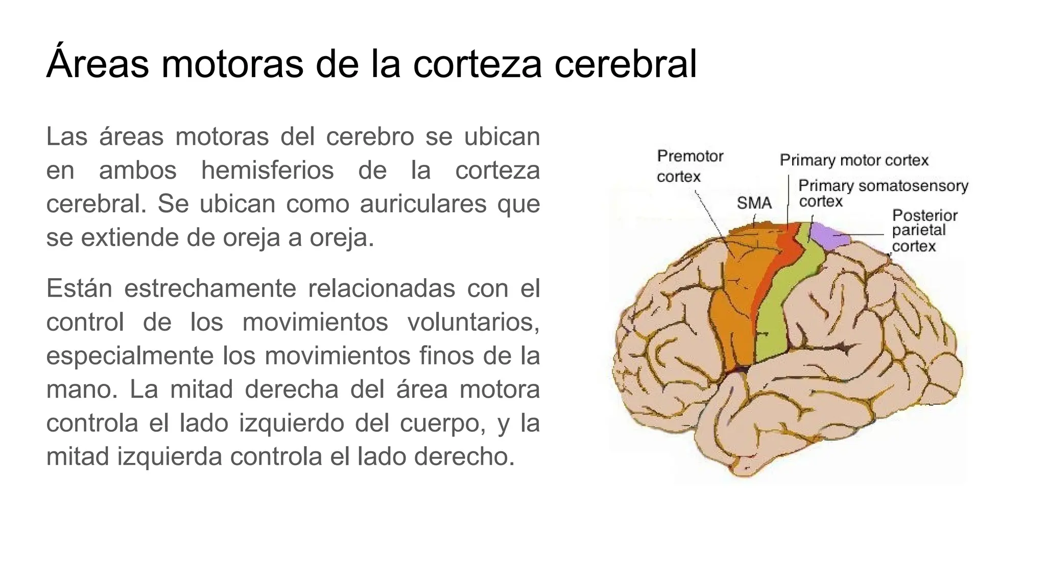 Areas motoras del encefalo ( Sist. Nervioso).pptx