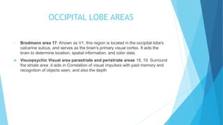 Areas of brain | PPTX