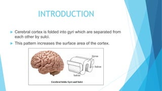 Areas of brain | PPTX