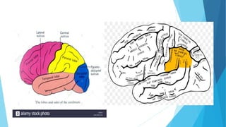Areas of brain | PPTX