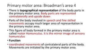 areas of cortex.pptx