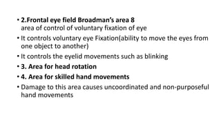 areas of cortex.pptx
