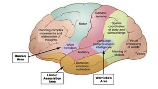 areas of cortex.pptx