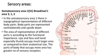 areas of cortex.pptx