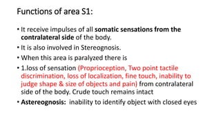 areas of cortex.pptx