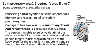 areas of cortex.pptx