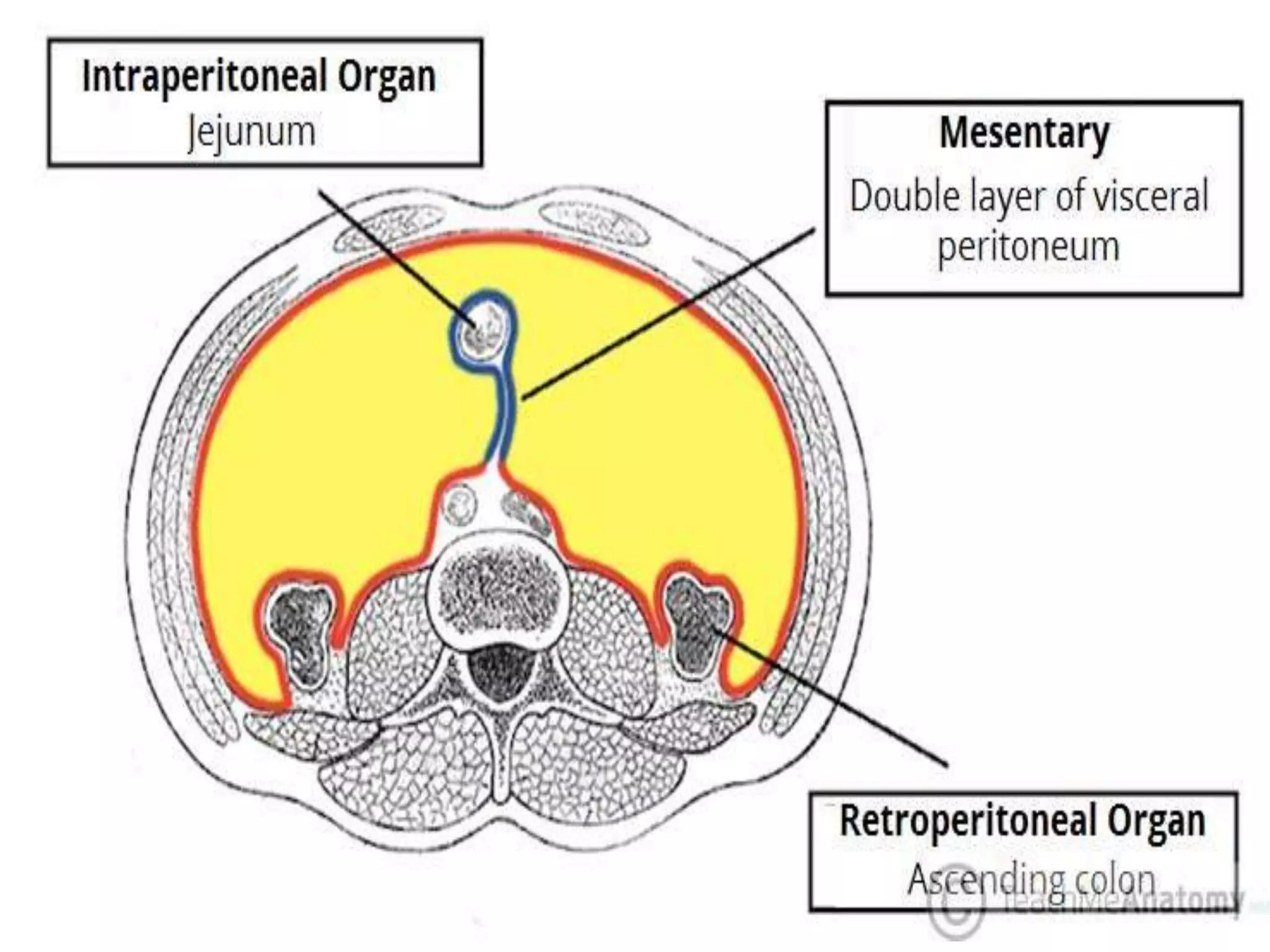 Areas of the abdomen | PPTX