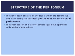 Areas of the abdomen | PPTX