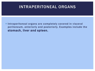 Areas of the abdomen | PPTX