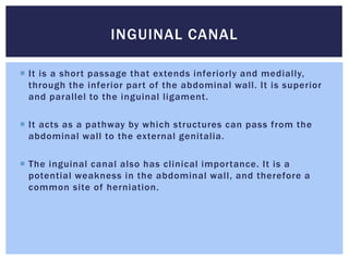 Areas of the abdomen | PPTX