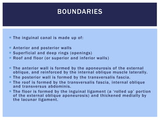 Areas of the abdomen | PPTX