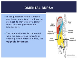 Areas of the abdomen | PPTX