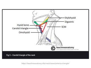 Areas of the neck | PDF