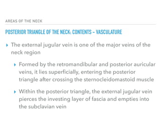 Areas of the neck | PDF