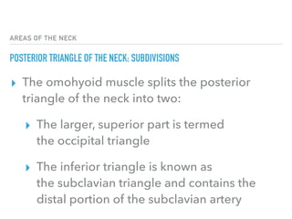 Areas of the neck | PDF