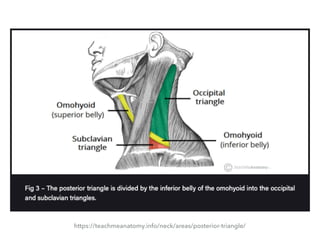 Areas of the neck | PDF