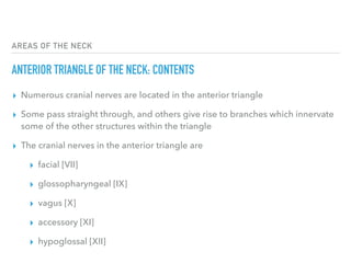 Areas of the neck | PDF