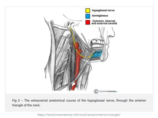 Areas of the neck | PDF