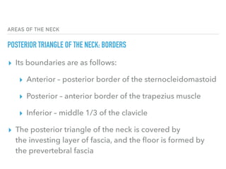 Areas of the neck | PPT