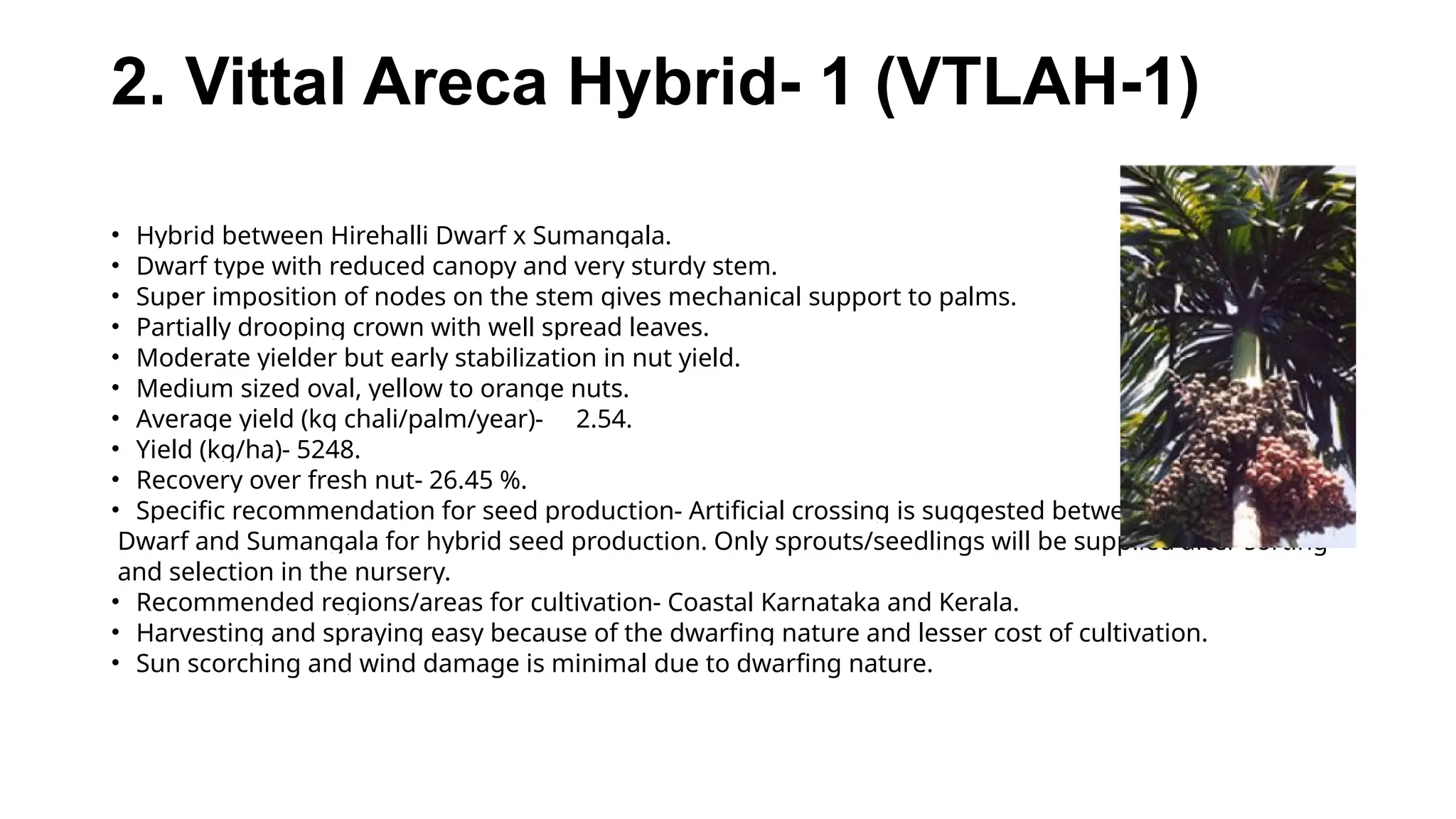 production technology of arecanut slide. | PPTX | Agriculture | Industries