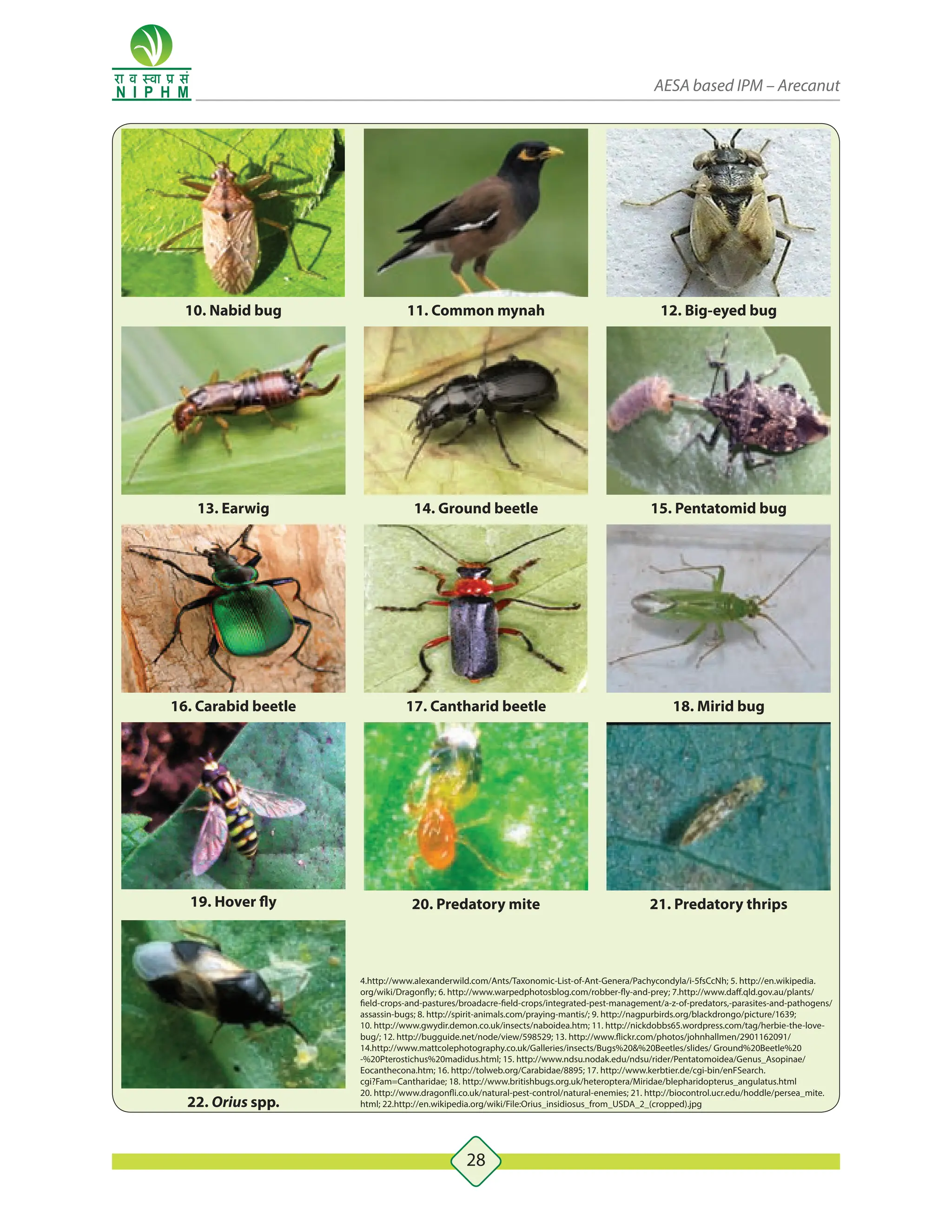 arecanut Integrated pest and disease management | PDF