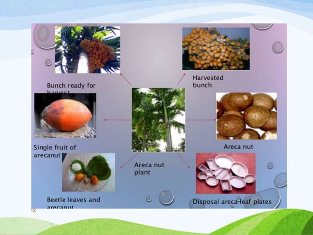 Areca nut ppt by gaurav | PPTX | Chemistry | Science