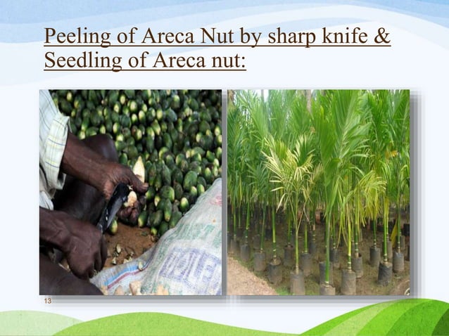 Areca nut ppt by gaurav | PPTX | Chemistry | Science