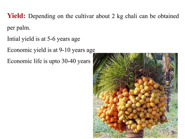 Arecanut Processing.pptx | Agriculture | Industries