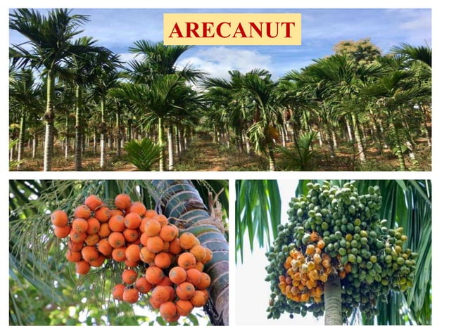 Arecanut Processing.pptx | Agriculture | Industries
